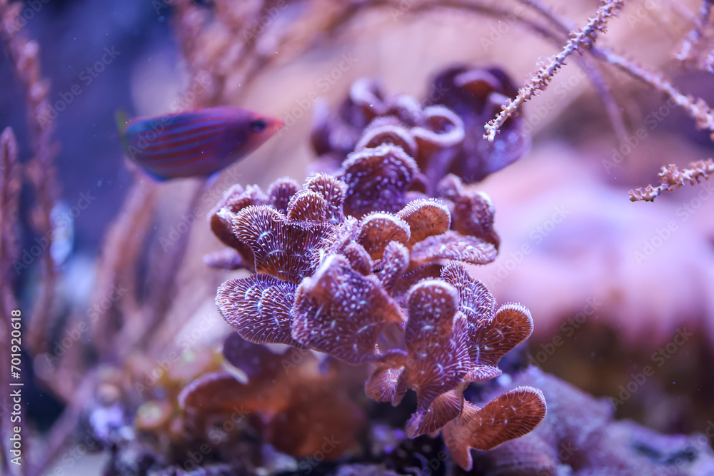 Korallen und Anemonen, Krustenanemonen in einem Meerwasseraquarium. Stock Photo | Adobe Stock