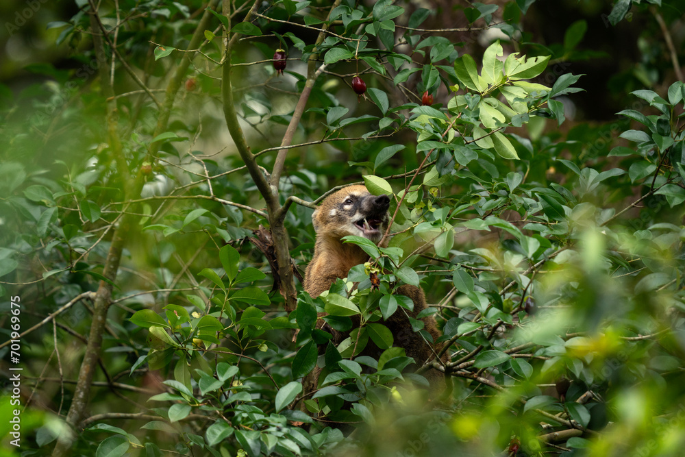 American coati is feeding in the forest. Coatis is looking for food in ...