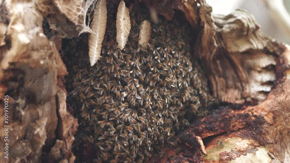 bee hive in a red gum tree hollow on a farm in australia. native bee ...