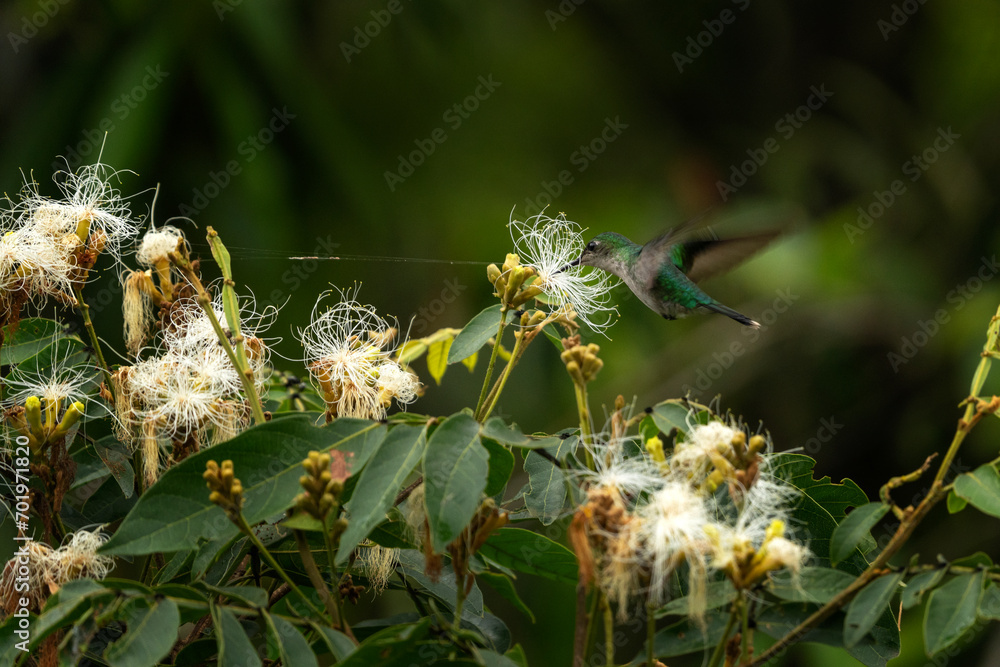 Versicoloured emerald is drawing nectar from the bloom. Chrysuronia ...