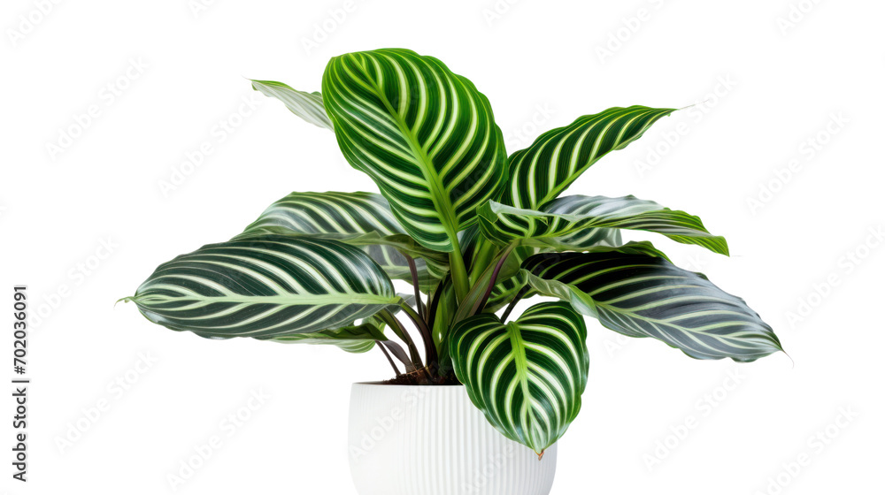 Single leaf of Calathea ornata (Pin-stripe Calathea), tropical plant ...