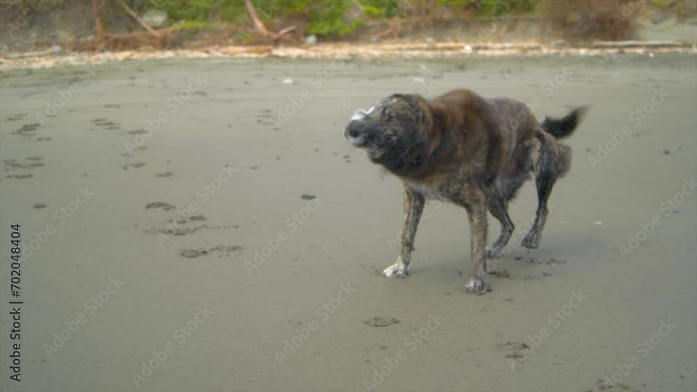 Dark colored mix breed of dog shaking itself dry on beach, filmed in ...
