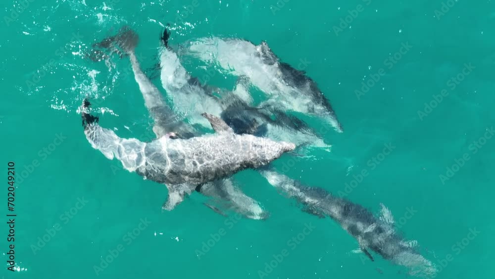Pod of Dolphins Mating RARE Drone Footage of Dolphins Reproducing and Mating, telescopic zoom ...