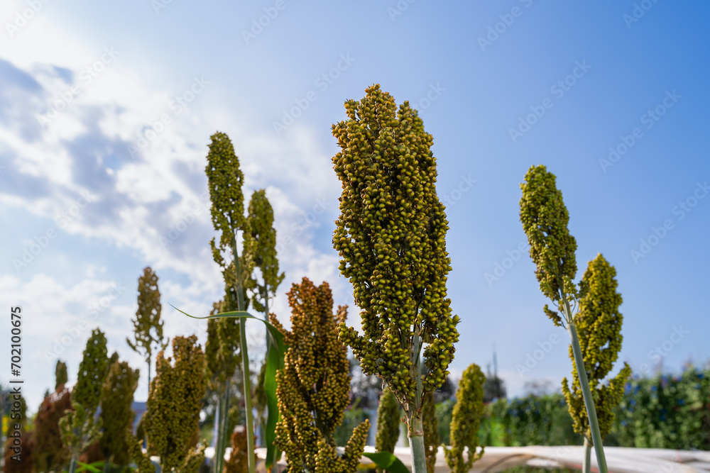 Sorghum Plantation industry. Field of Sweet Sorghum stalk and seeds ...