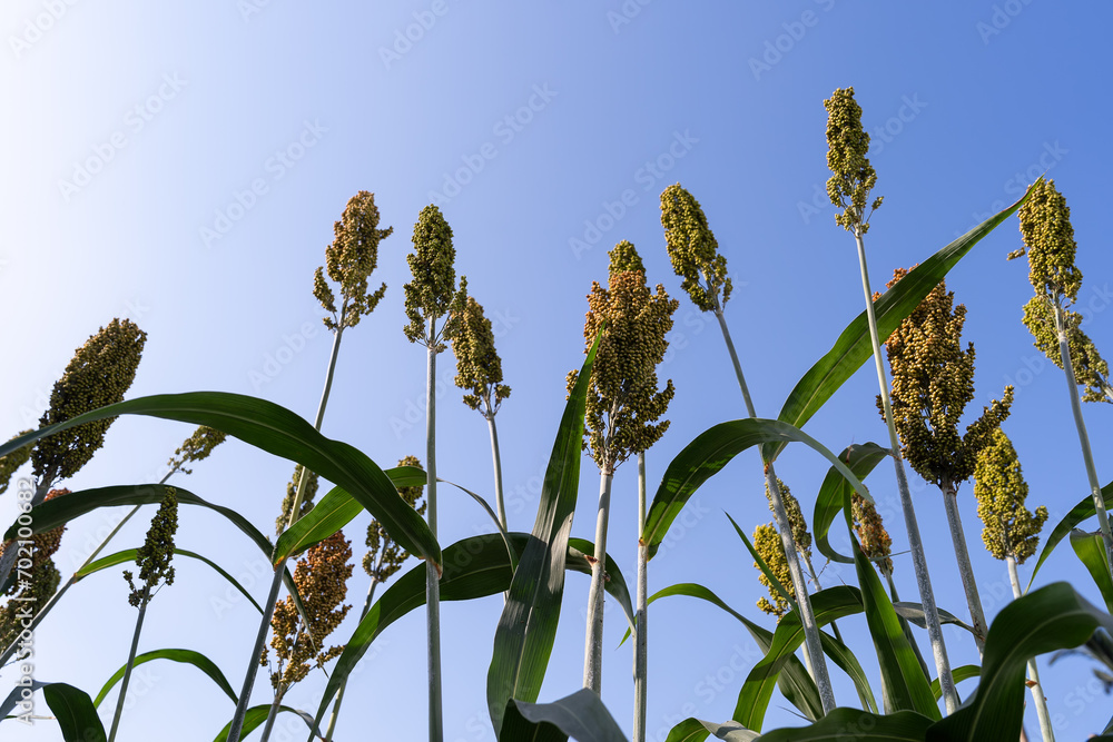 Sorghum Plantation industry. Field of Sweet Sorghum stalk and seeds ...