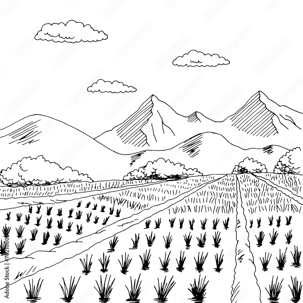 Rice field graphic black white landscape sketch illustration vector ...