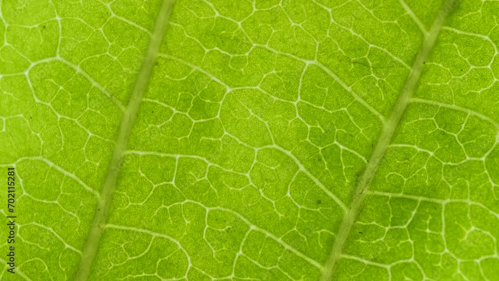 Cell Structure View of Leaf Surface Showing Plant Cells For Education ...