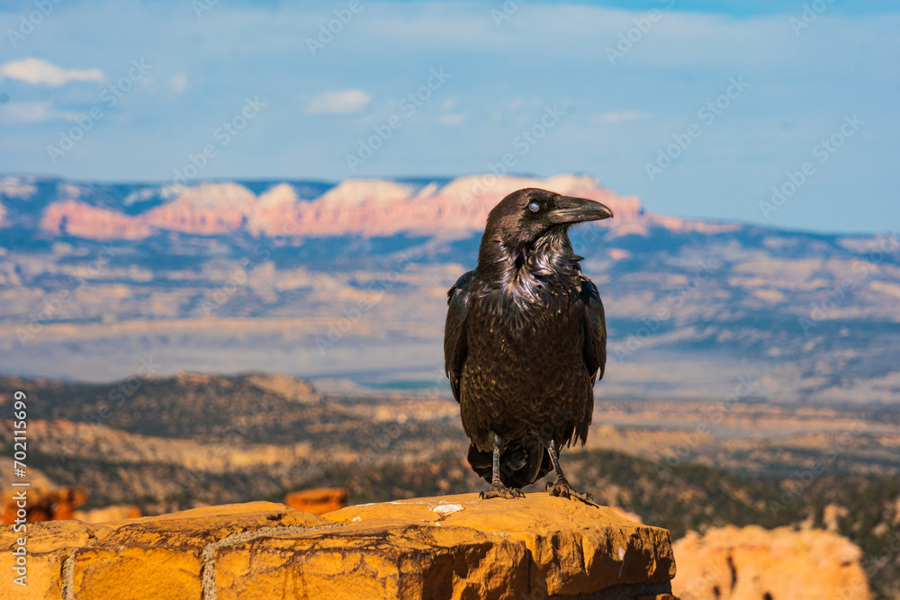 A wild raven (Corvus Corax) posing in front of mountains of Bryce ...