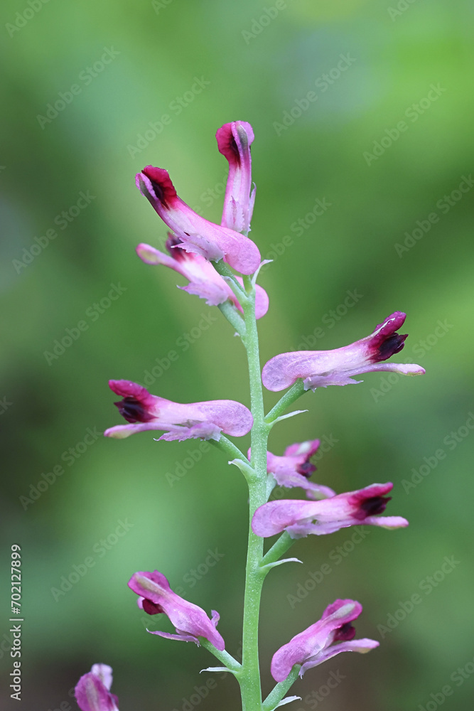 Earth smoke, Fumaria officinalis, also known as common fumitory, wild ...