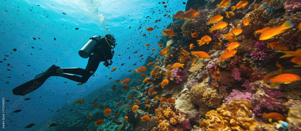 Female scuba diver exploring the reef with plate coral Genus Acropora ...