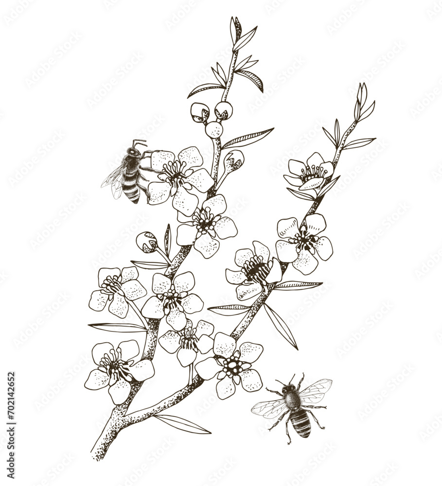 Poster New Zealands Wild Manuka Blossoms and Honey Bees – Wall Art ...