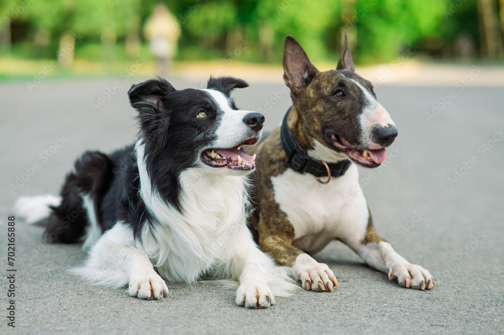 Black and white border collie and brindle bull terrier lie side by side ...