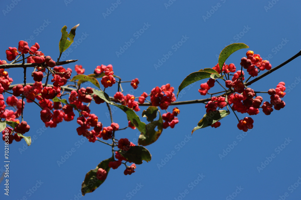 Euonymus europaeus tree with pink and orange berries known as European ...