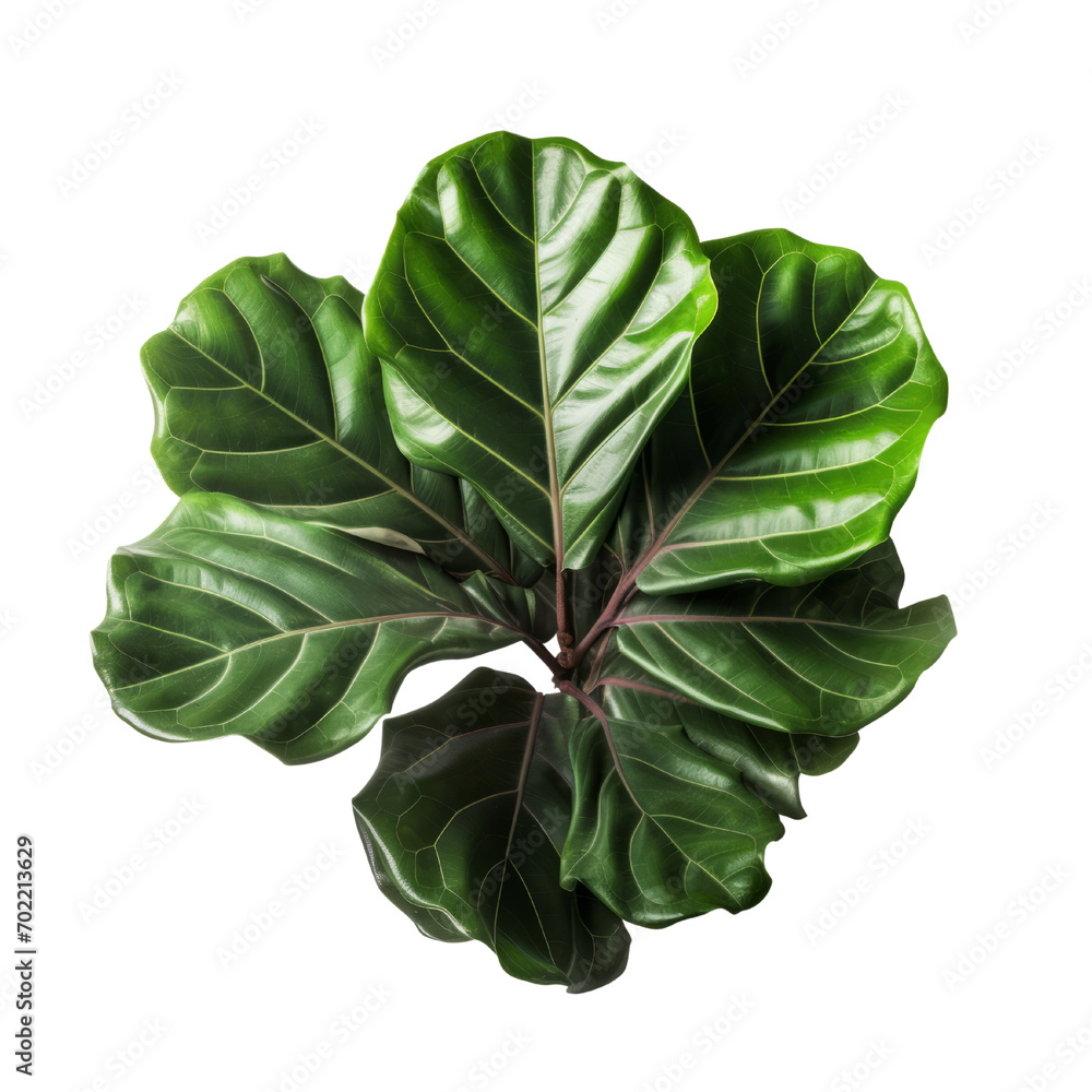 Fiddle Leaf Fig PNG Cutout, Generative AI Stock Photo | Adobe Stock