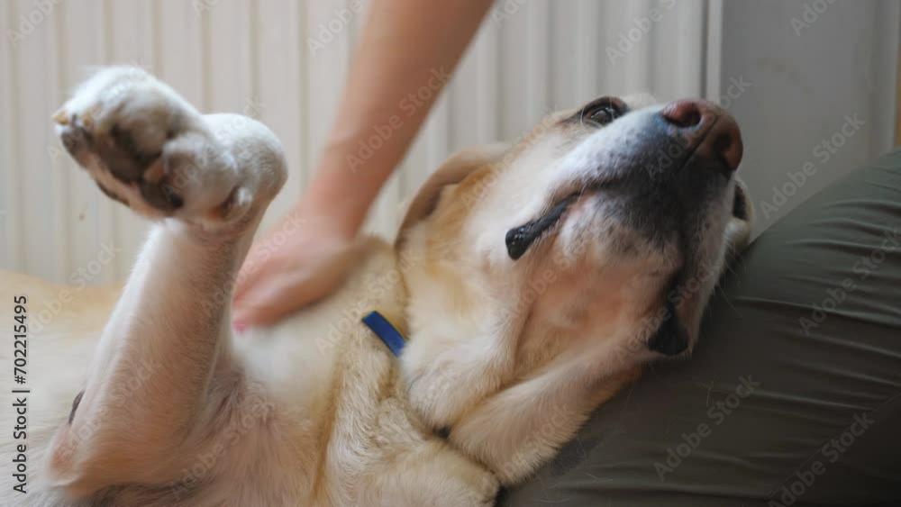 Female owner fondling her cute labrador which lying on her leg. Hand of ...
