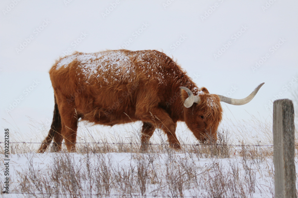 Rural winter scene of an adult Highland cow with horns and shaggy brown ...