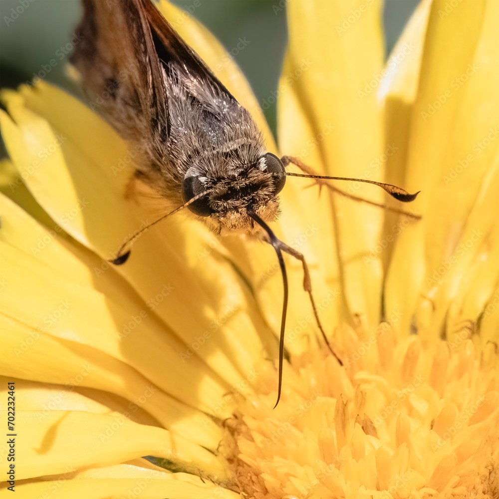 Frontal view of a tan and brown skipper butterfly using its long tongue ...