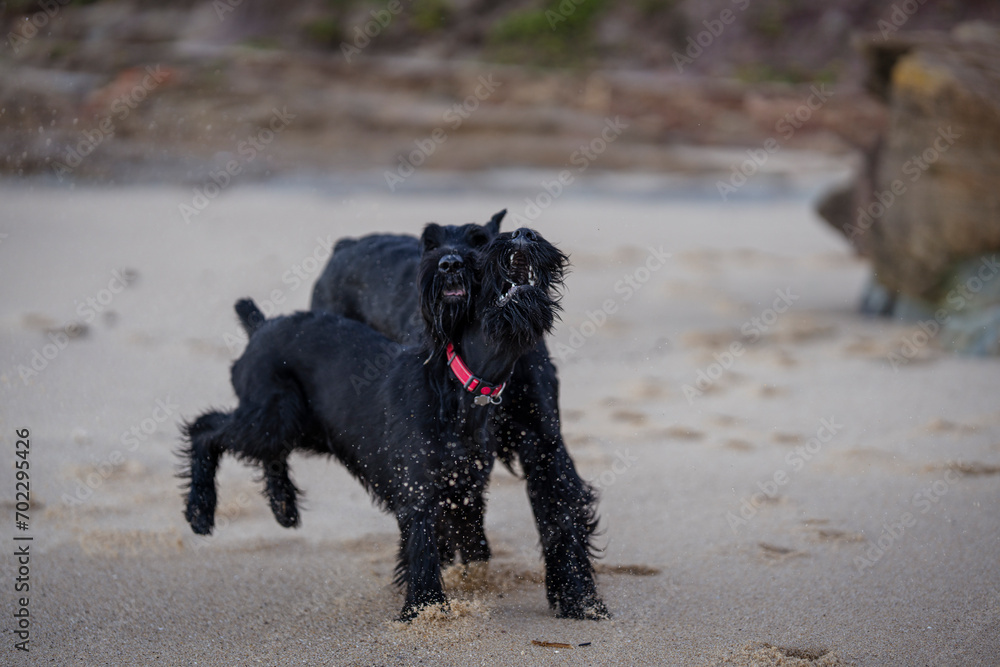 Two black dogs playing biting on the beach in front of the ocean wave ...