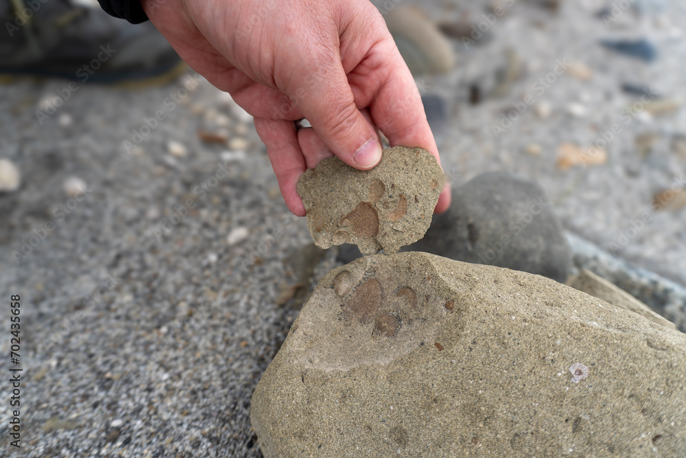 Bivalve fossils in Valley of Ten Thousand Smokes, Katmai National Park ...