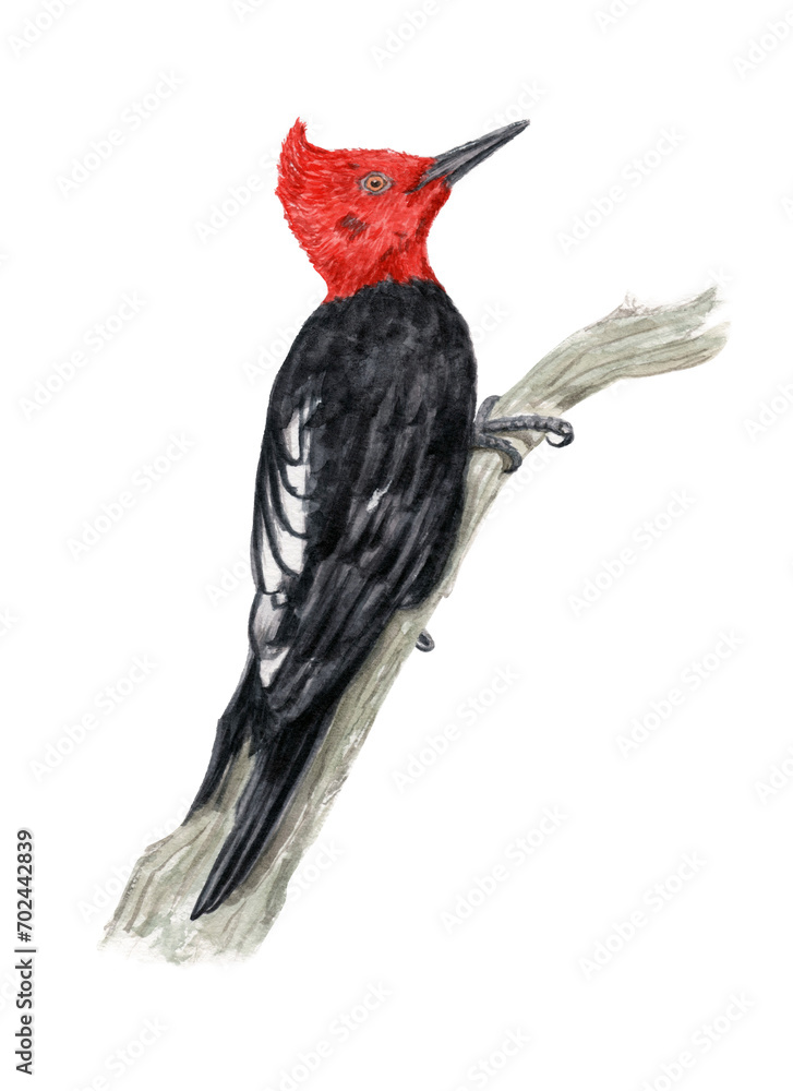 Ilustración en acuarela de Carpintero negro (Campephilus magellanicus ...