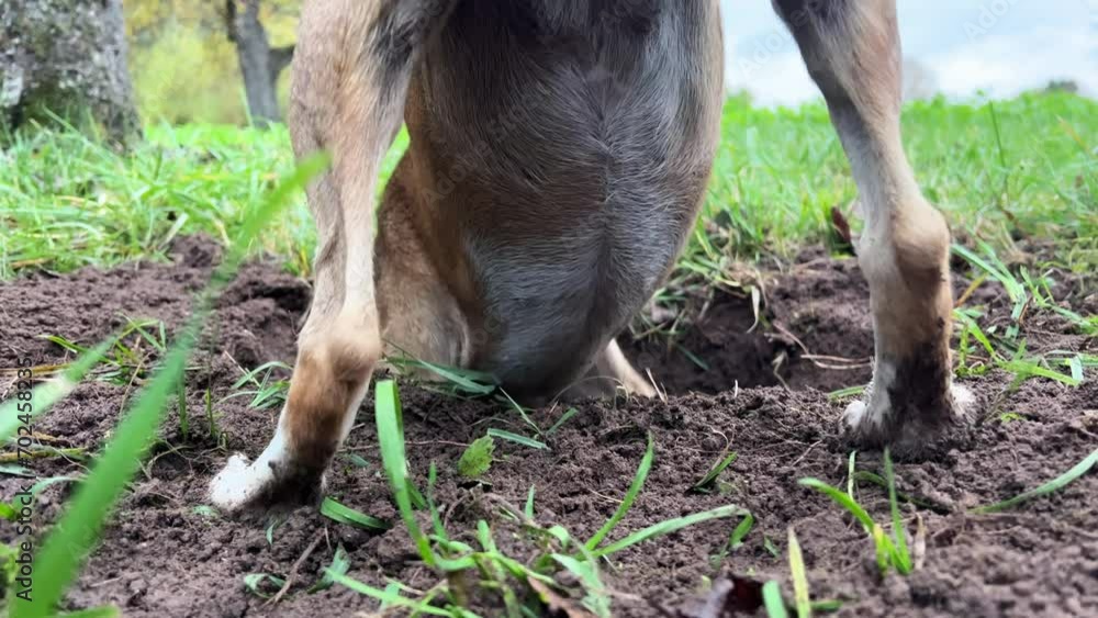 A burrowing dog . Have fun and be in nature. An active dog on a country ...
