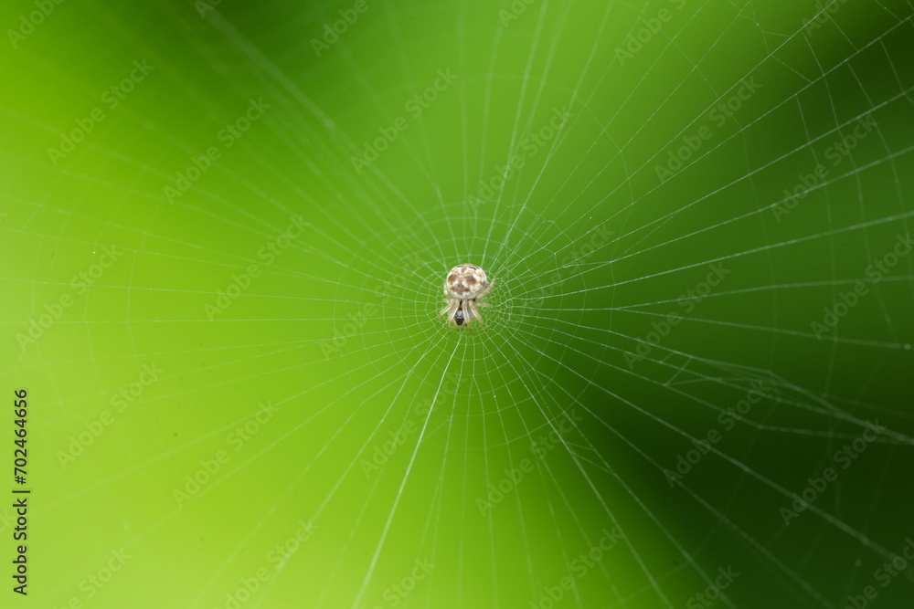 The Cyclosa confraga is a species of orb-weaving spider known for its ...