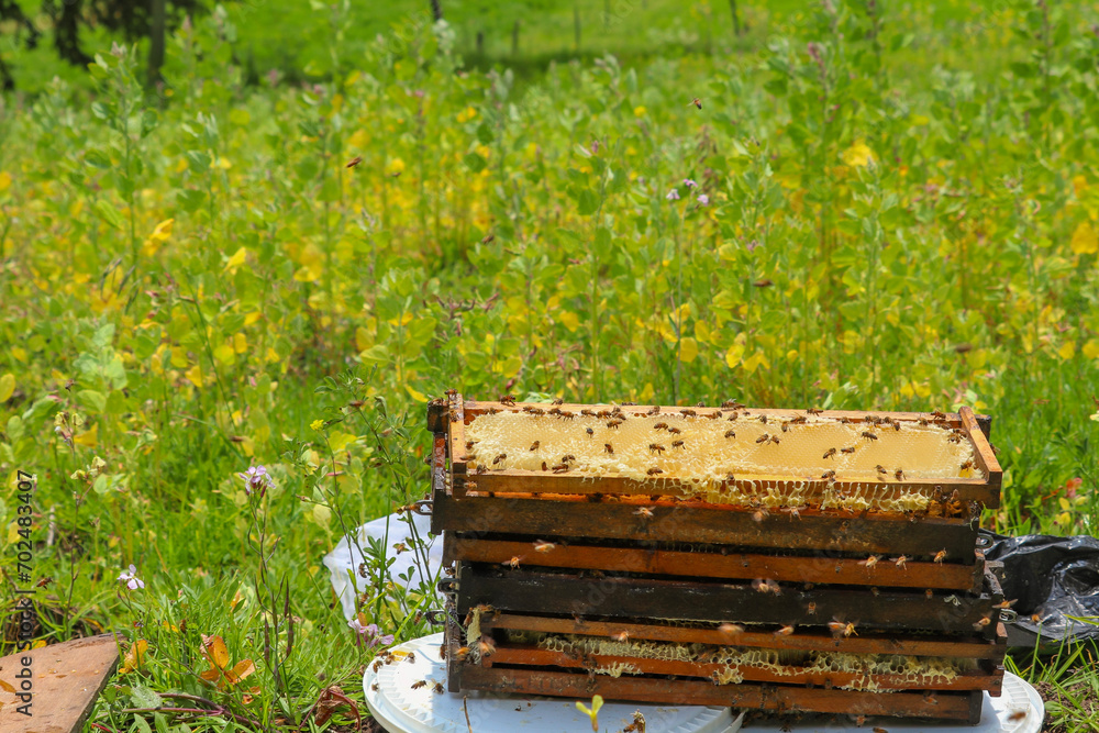 marcos con panales de abejas apilados en el sobre el pasto con miel y ...