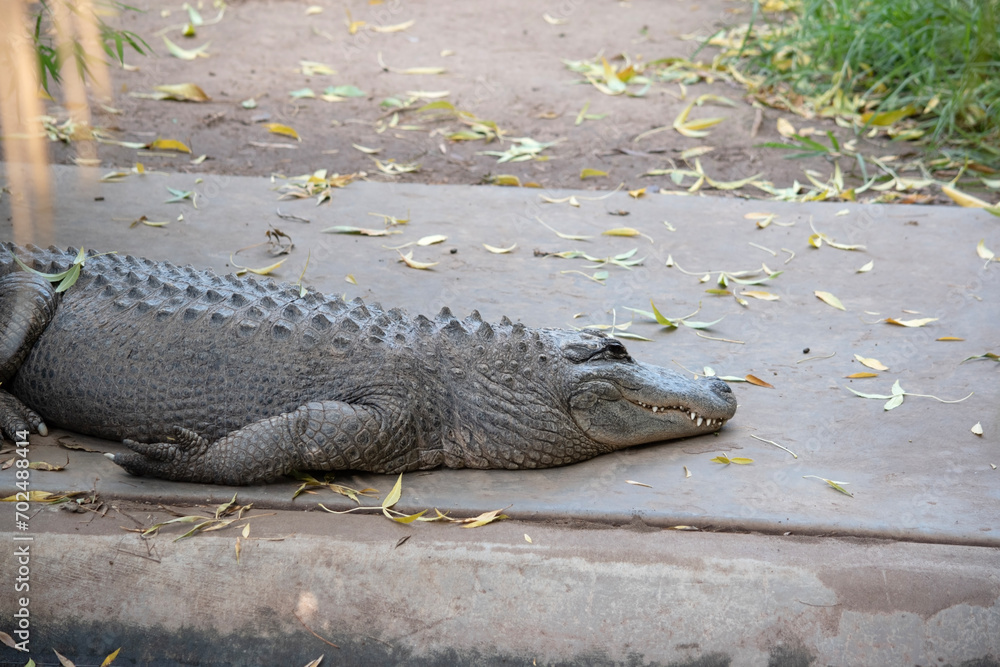Alligators have a long, rounded snout that has upward facing nostrils ...