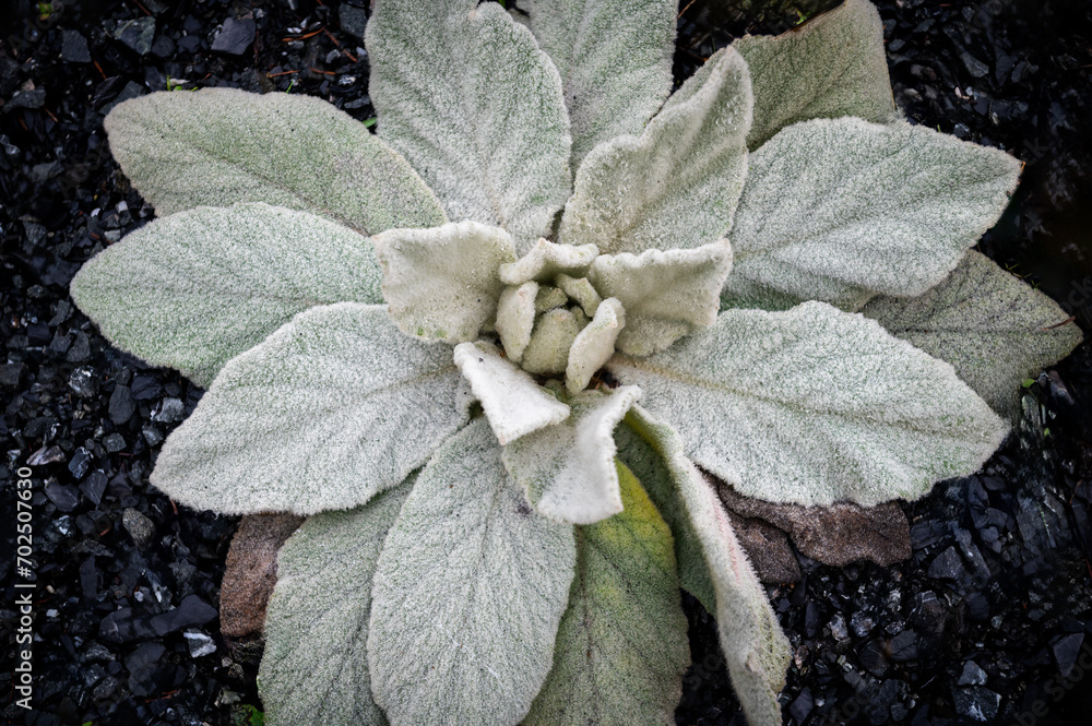 This plant is known as wooly mullein. It is an herbaceous biennial or ...