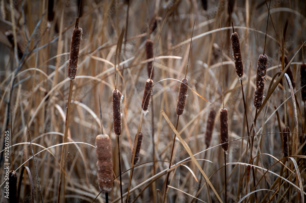 Cattails in a small wetland area in the Pacific Northwest. Blooming ...