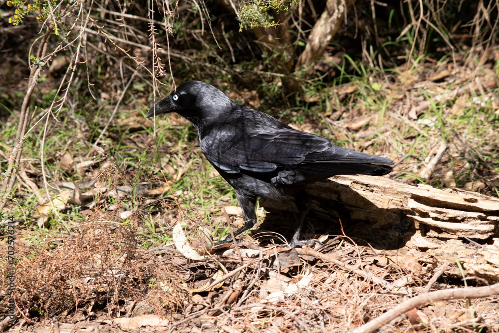 Australian Ravens are black with white eyes in adults. The feathers on ...