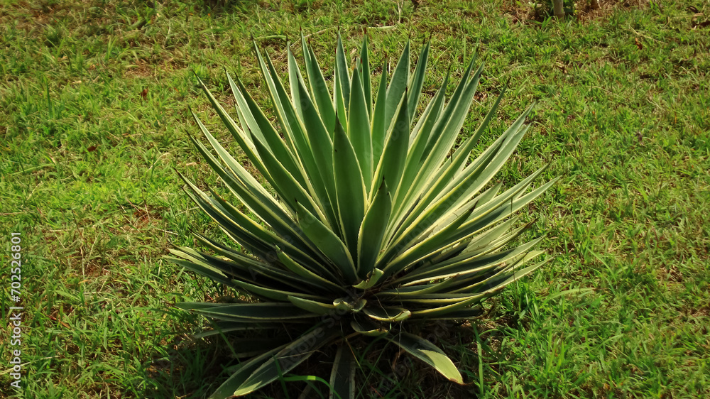 Agave angustifolia grow in the garden. Agave angustifolia has sharp ...