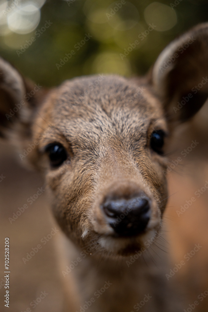 Wild deer and Torii gate of Nara Park in Japan. Deer are Nara's ...