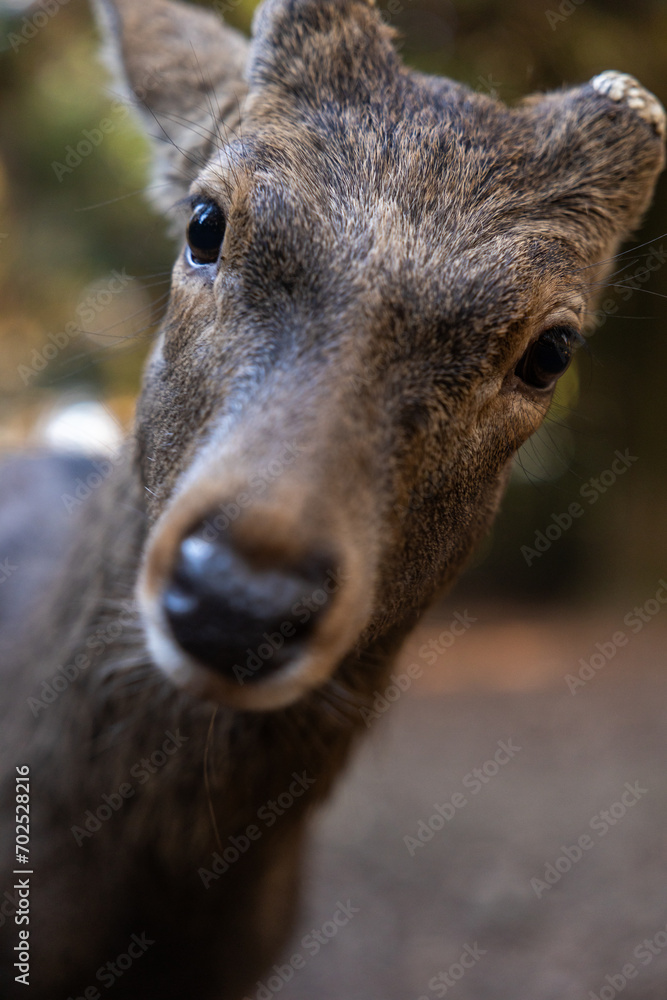 Wild deer and Torii gate of Nara Park in Japan. Deer are Nara's ...