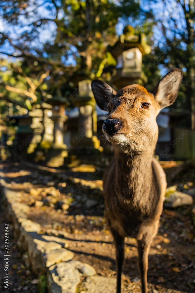 Wild deer and Torii gate of Nara Park in Japan. Deer are Nara's ...