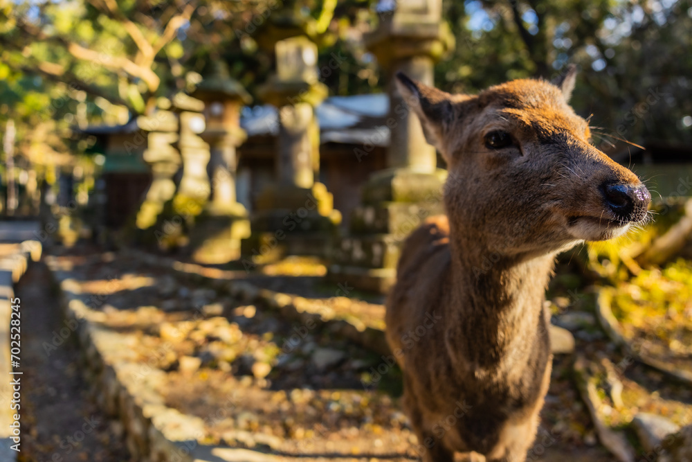 Wild deer and Torii gate of Nara Park in Japan. Deer are Nara's ...