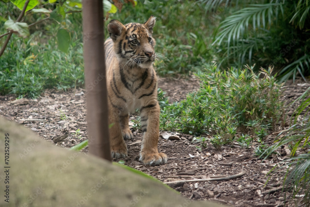 At four months of age tiger cubs are about the size of a medium-sized ...