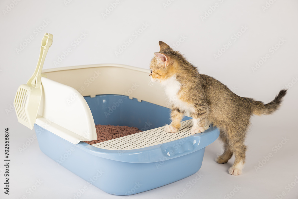 Showcase feline hygiene and care through an isolated cat in a plastic ...