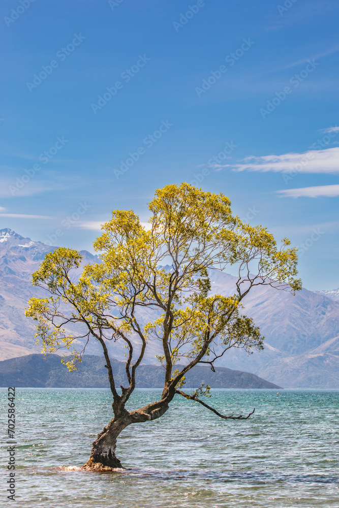 the view of That Wānaka Tree. It is the nickname of a willow tree ...