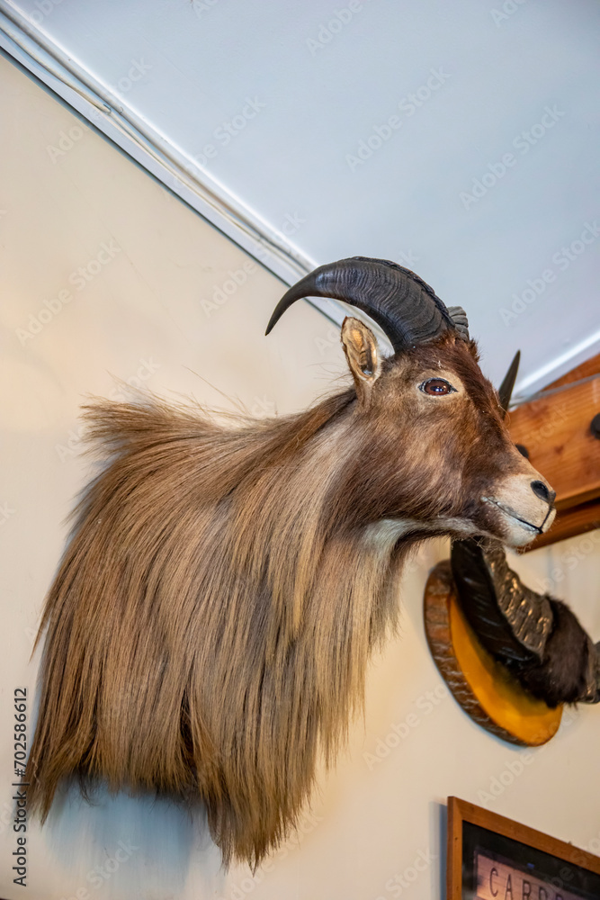 Haast new zealand 14th Dec 2023: the Hunting Trophie, the head of ...