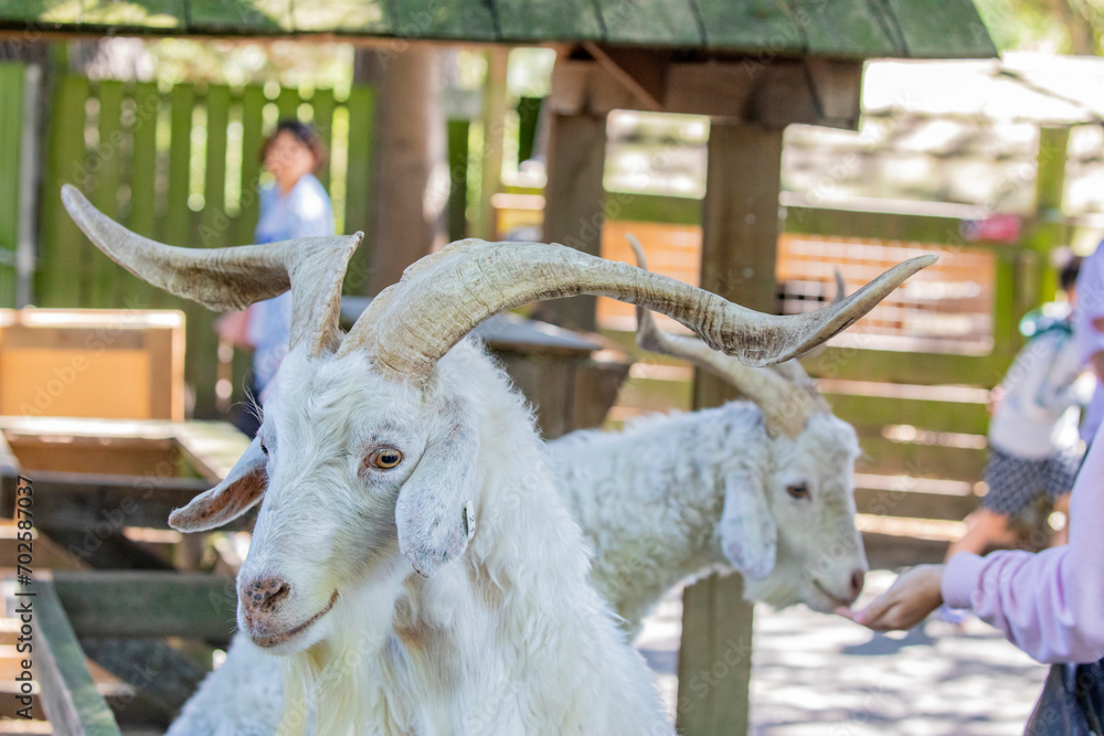 the tourist is feeding Waipu Goat in Willowbank Wildlife Reserve ...