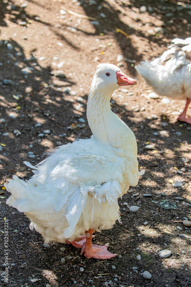 The Sebastopol is a breed of domestic goose, descended from the ...