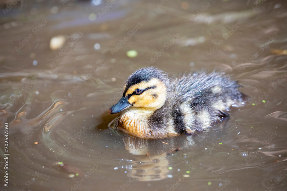 The ducking mallard (Anas platyrhynchos) is a dabbling duck that breeds ...