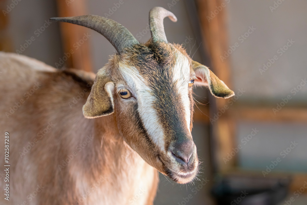 One of the rarest goat breeds in the world, the New Zealand Arapawa ...
