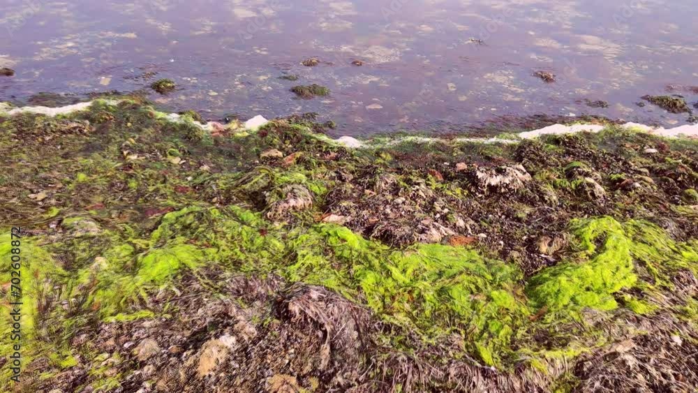 Algae and shells thrown onto beach by storm. Green Algae, Green bait ...