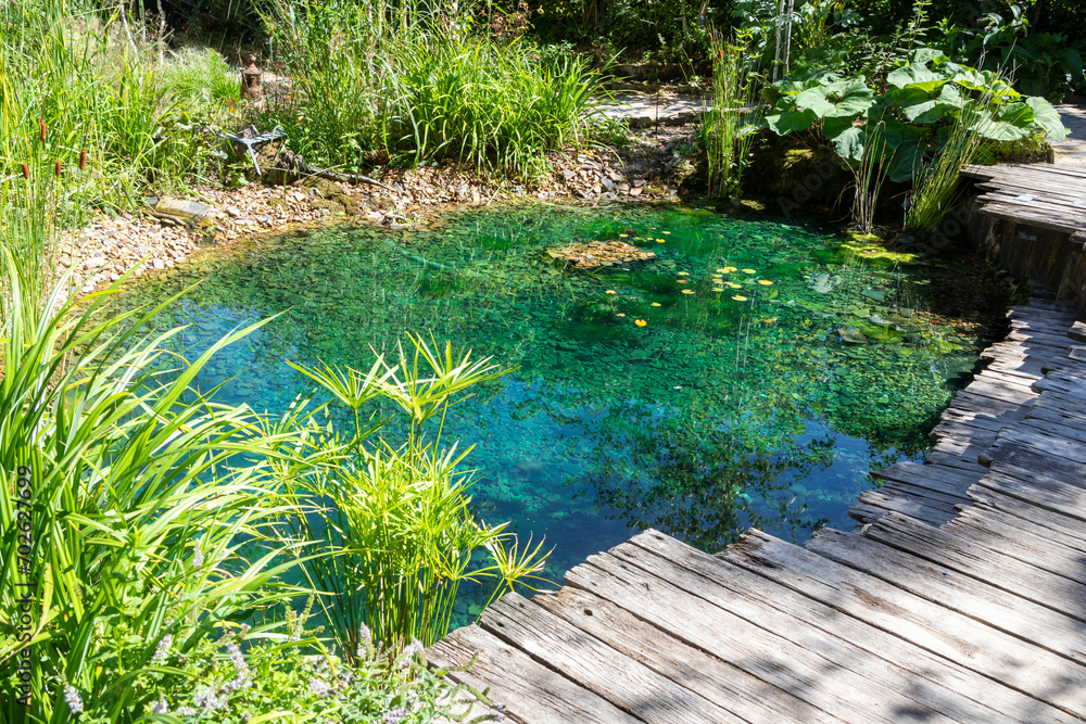 Ecosystème et zone humide - création d'une mare entourée de plantes et ...