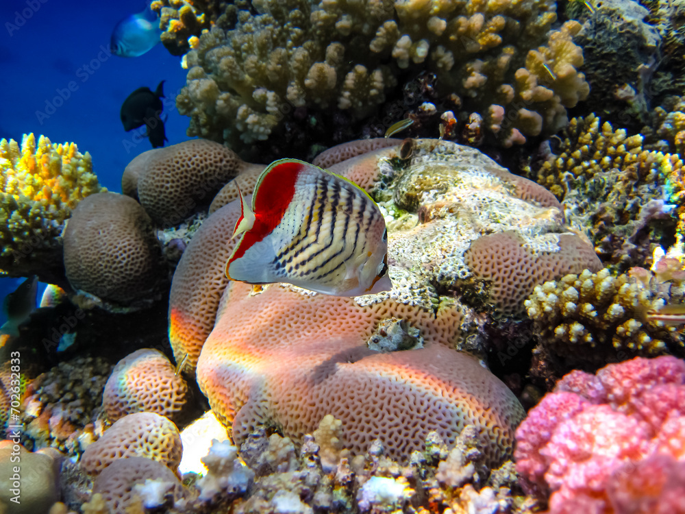 Chaetodon paucifasciatus or Eritrean butterflyfish in the Red Sea coral ...