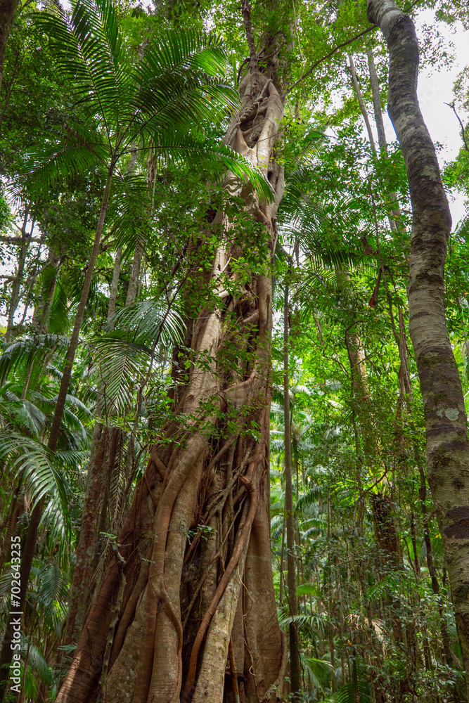 Views of the rainforest canopy along the Knoll walking track within ...