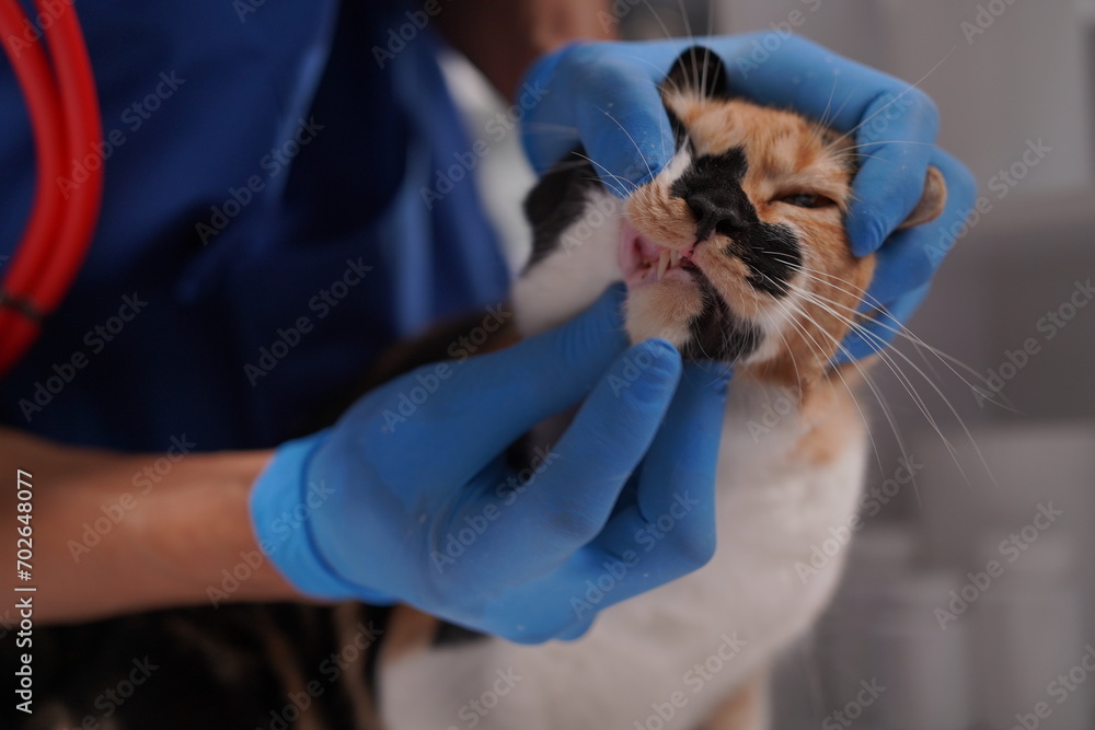 Veterinarian doctor examines beautiful adult cat. Portrait of happy ...
