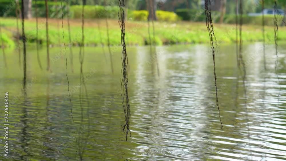 Ficus vines roots grow in the air and sway in the wind above the pond ...